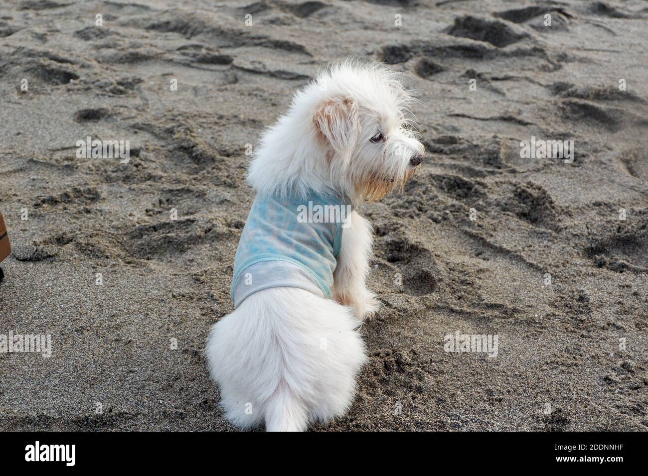A portrait of a puppy at the beach in the afternoon in Bali Stock Photo ...