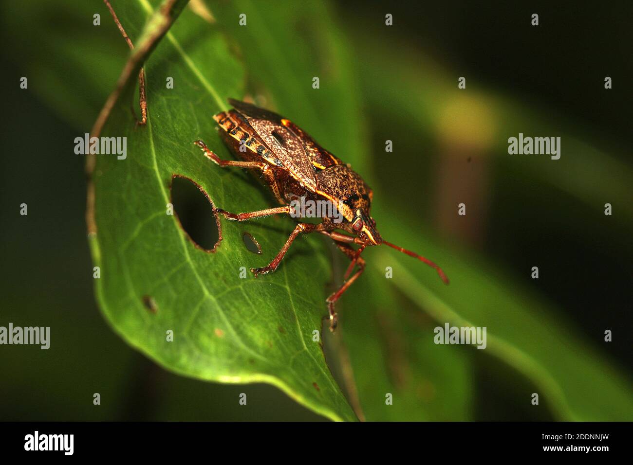 Brown soldier hi-res stock photography and images - Alamy