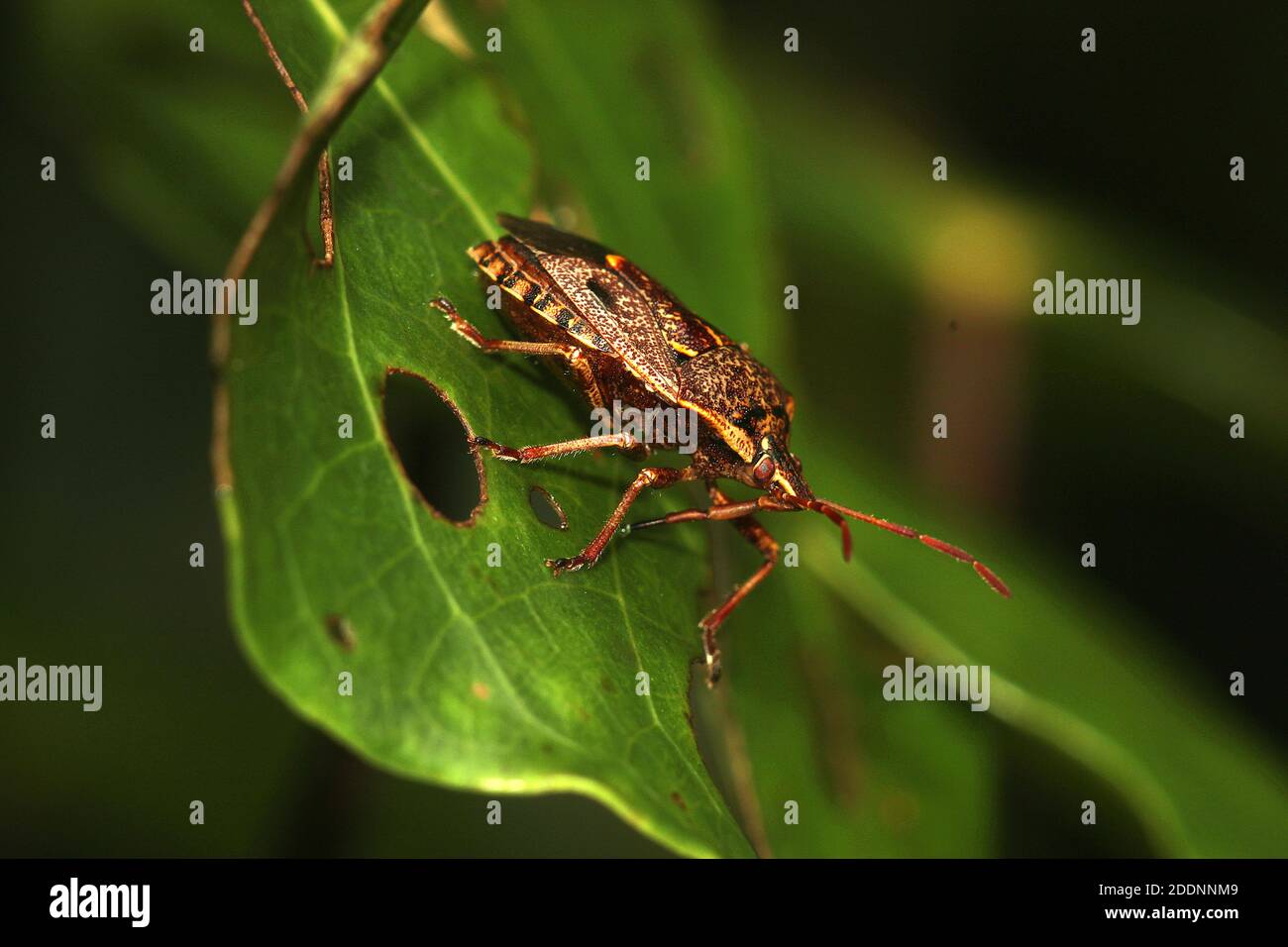 Brown soldier bug (Cermatulus nasalis Stock Photo - Alamy