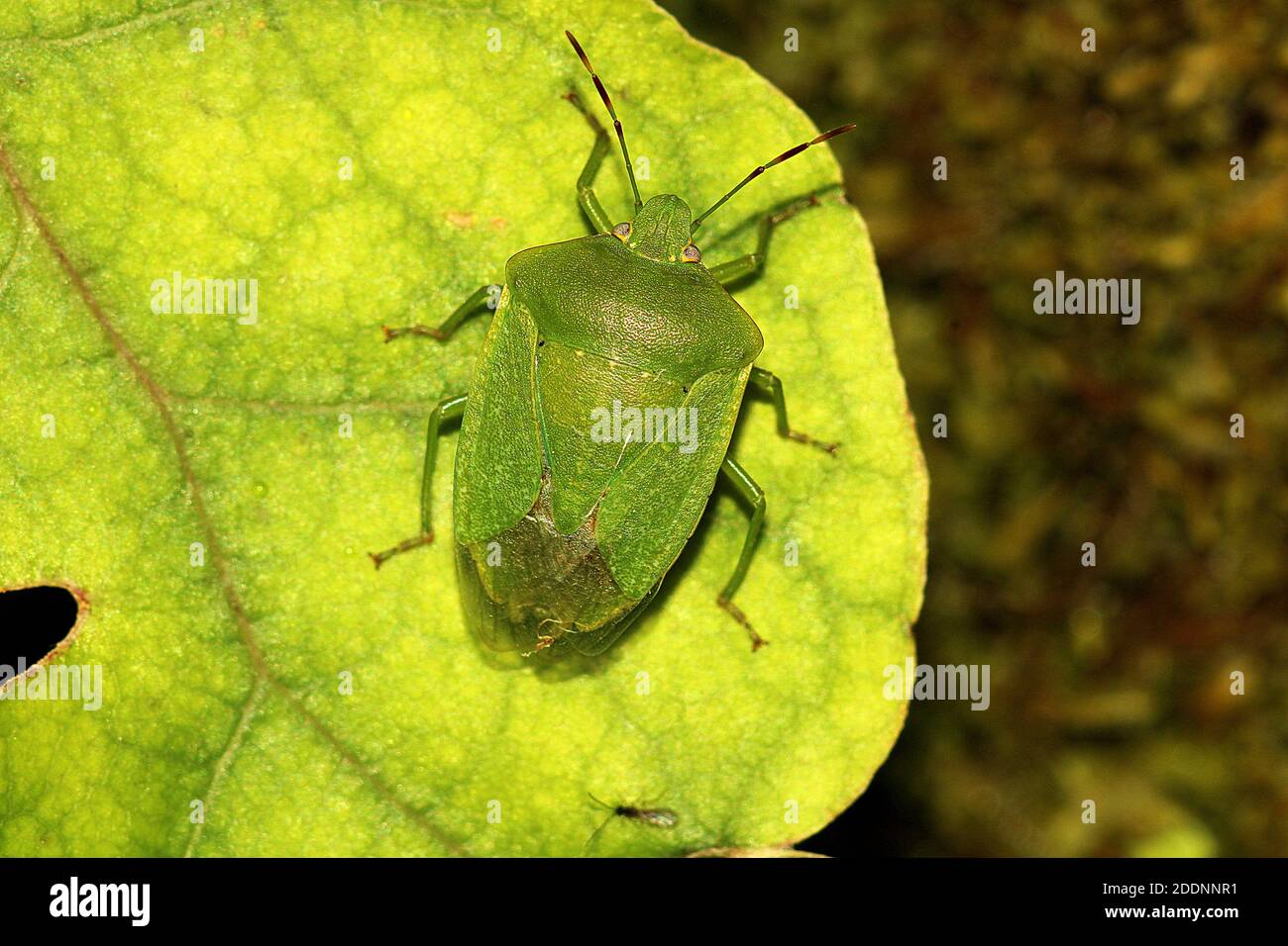 Green stink bug (Nezara viridula Stock Photo - Alamy
