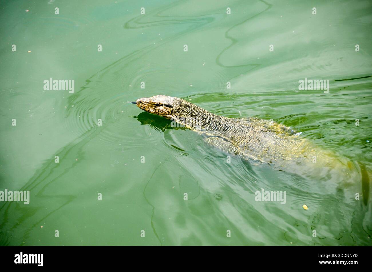Dangerous lizards hi-res stock photography and images - Alamy
