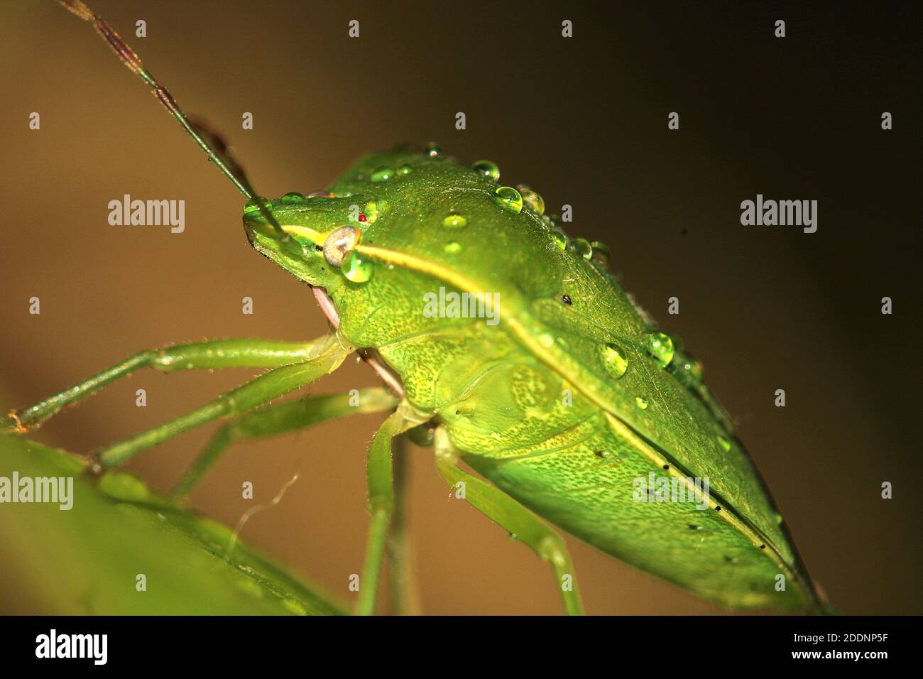 Green stink bug (Nezara viridula Stock Photo - Alamy