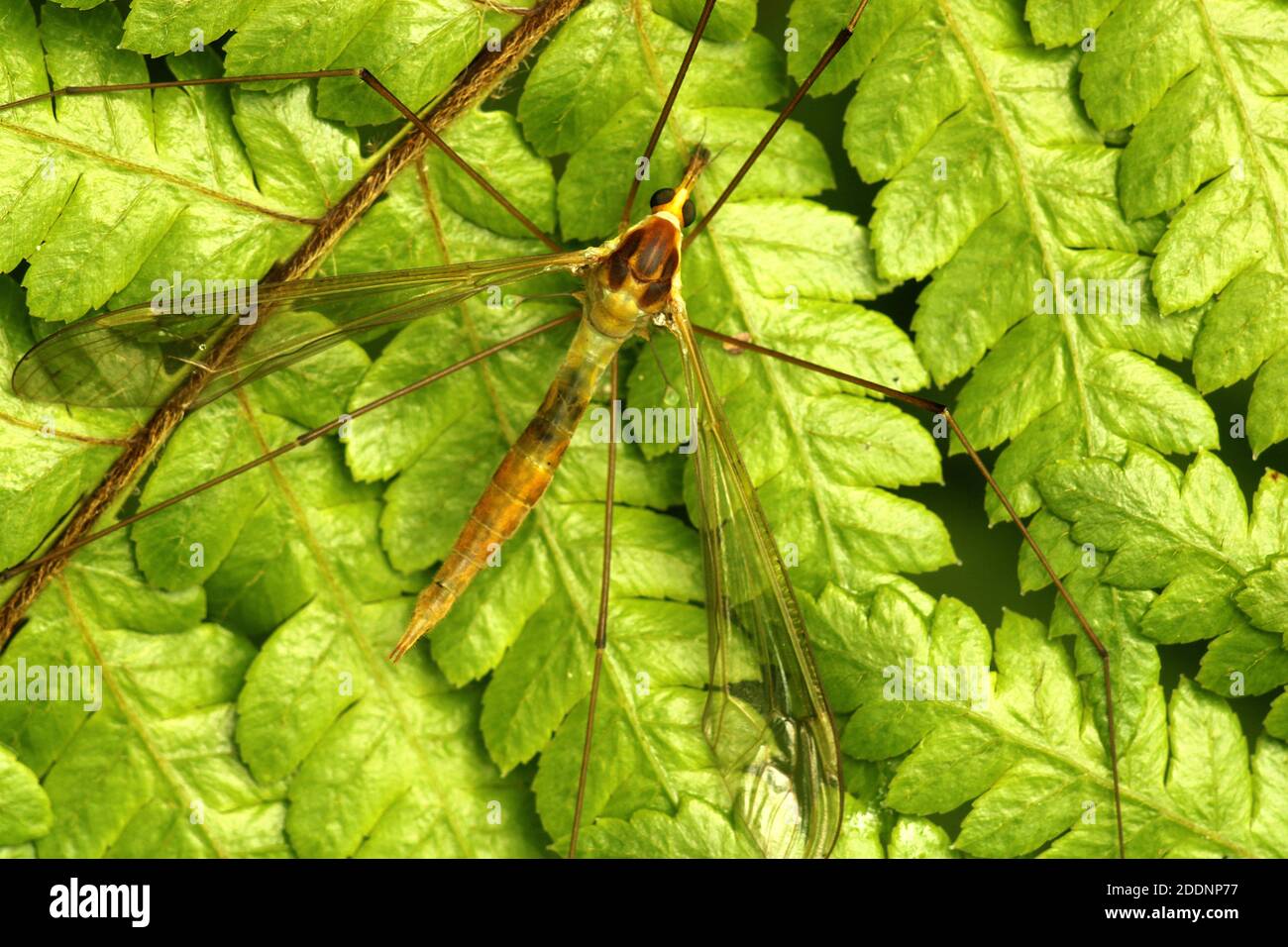 Crane fly (Ctenophora nubecula Stock Photo - Alamy