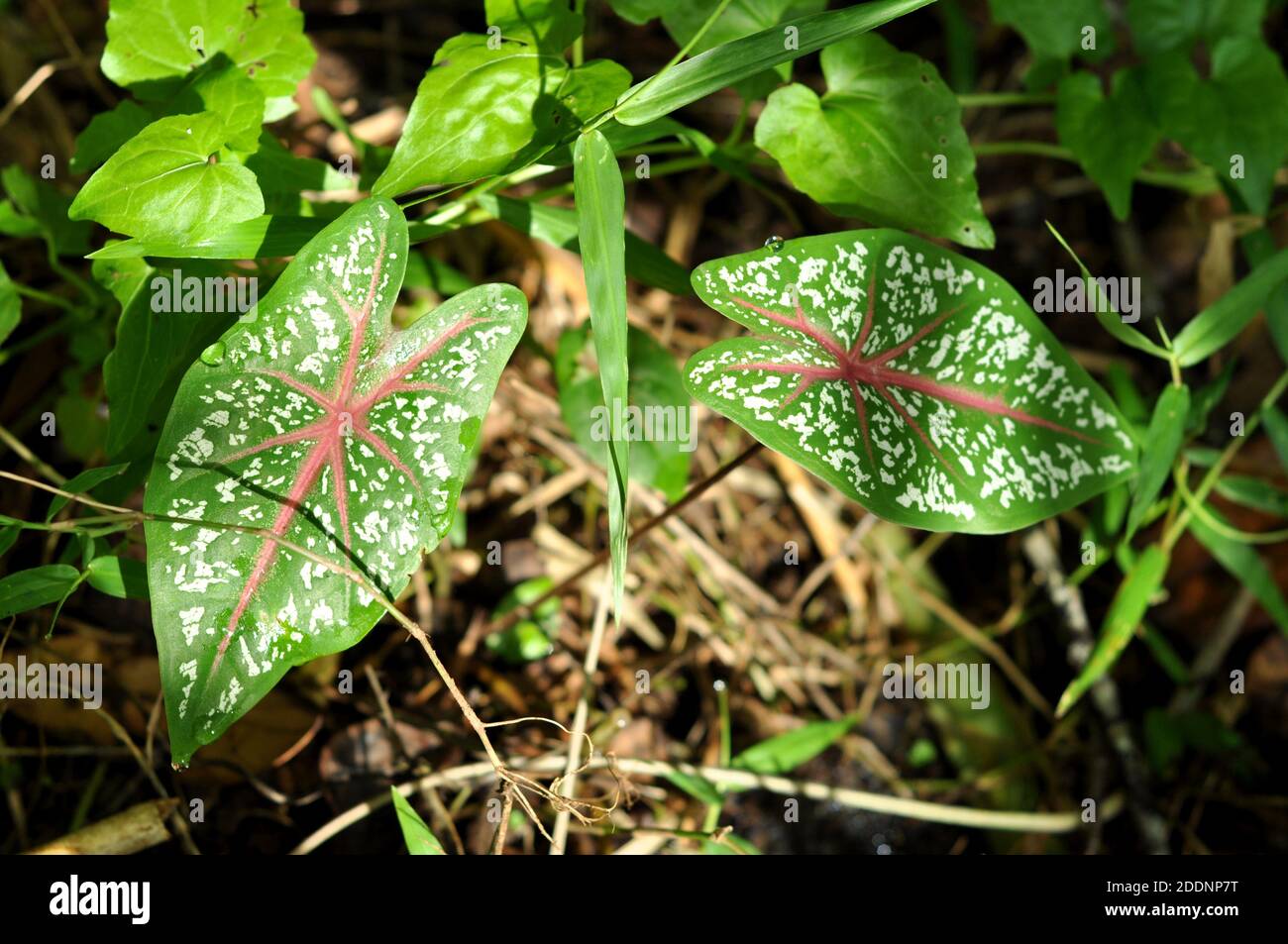 Nature caladium bicolor in forest Stock Photo - Alamy