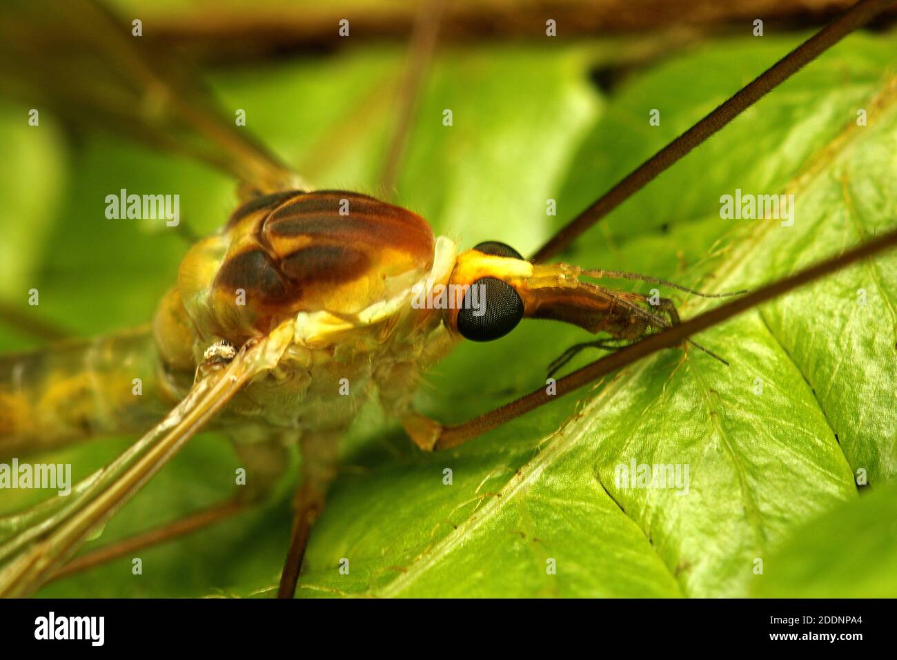 Crane fly (Ctenophora nubecula Stock Photo - Alamy
