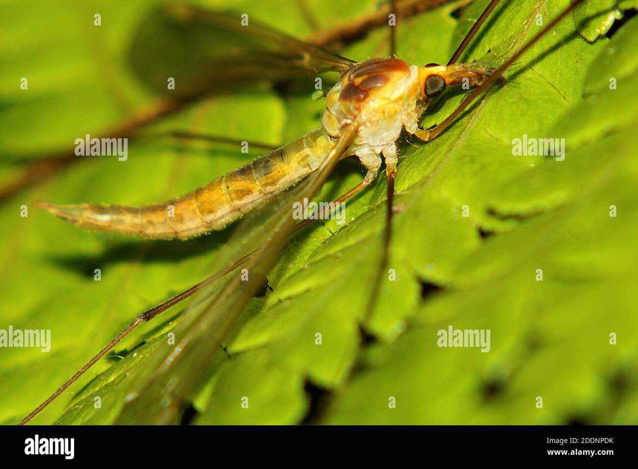 Crane fly (Ctenophora nubecula Stock Photo - Alamy