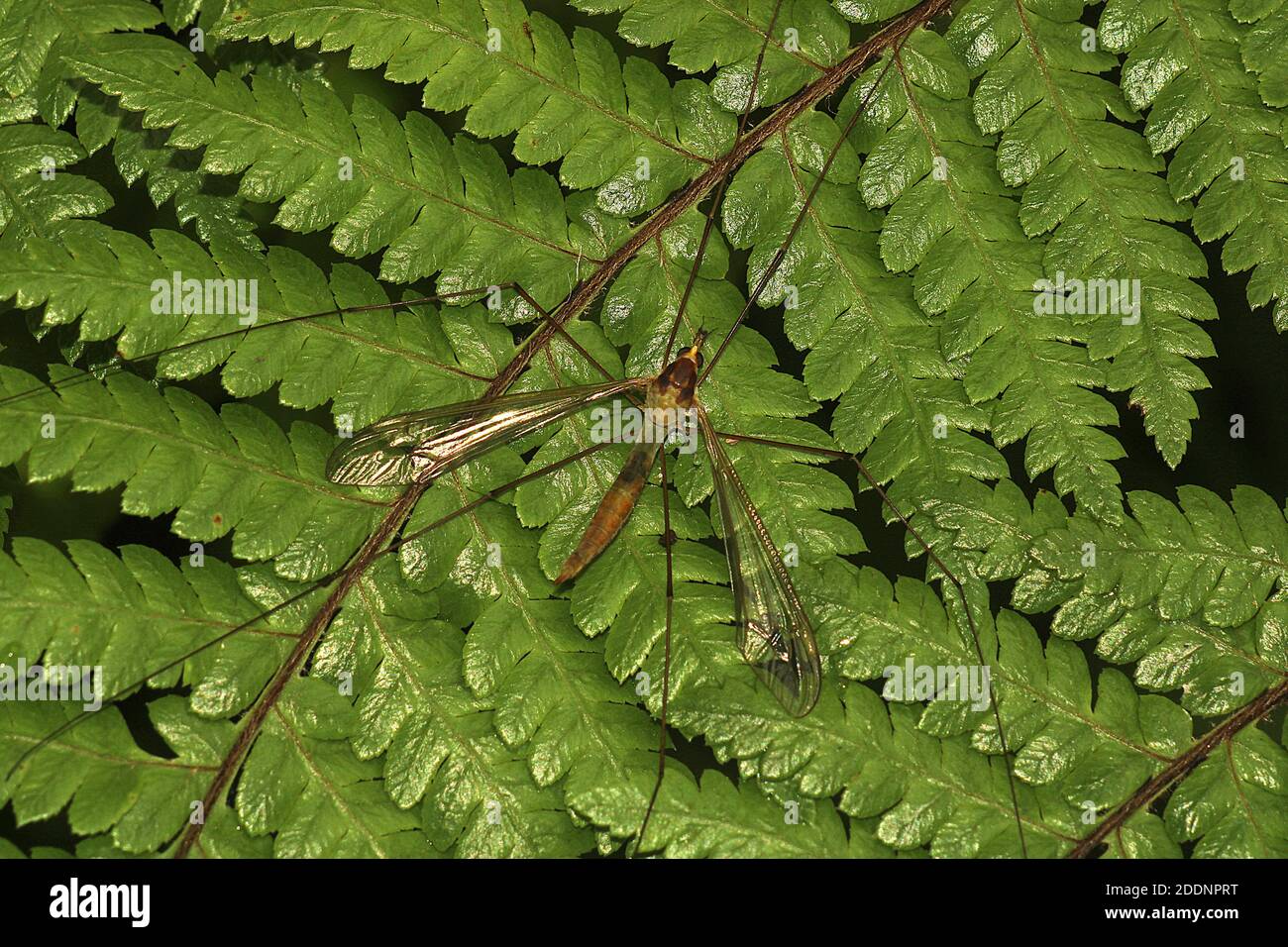Crane fly (Ctenophora nubecula Stock Photo - Alamy