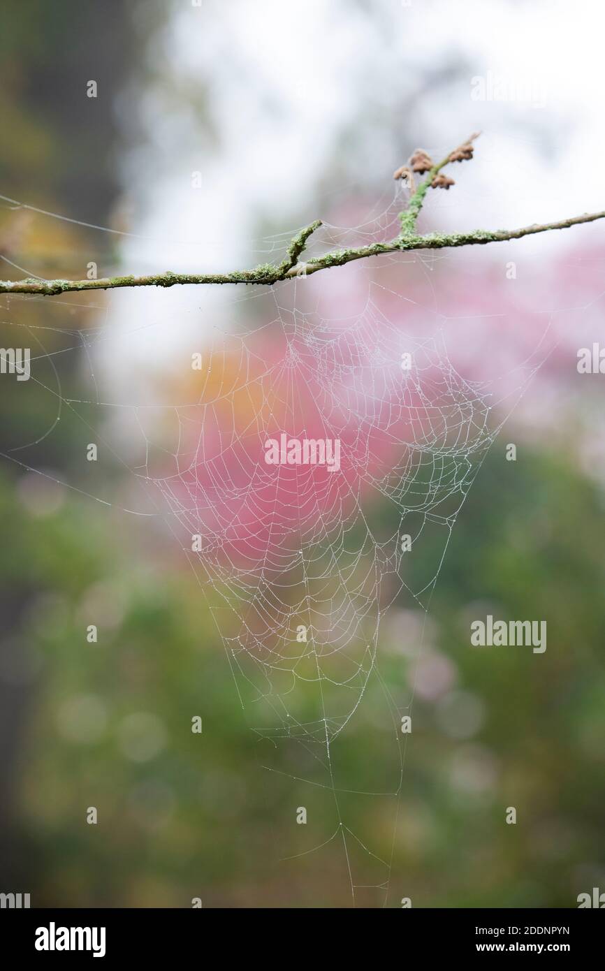 Tree spiders hi-res stock photography and images - Alamy