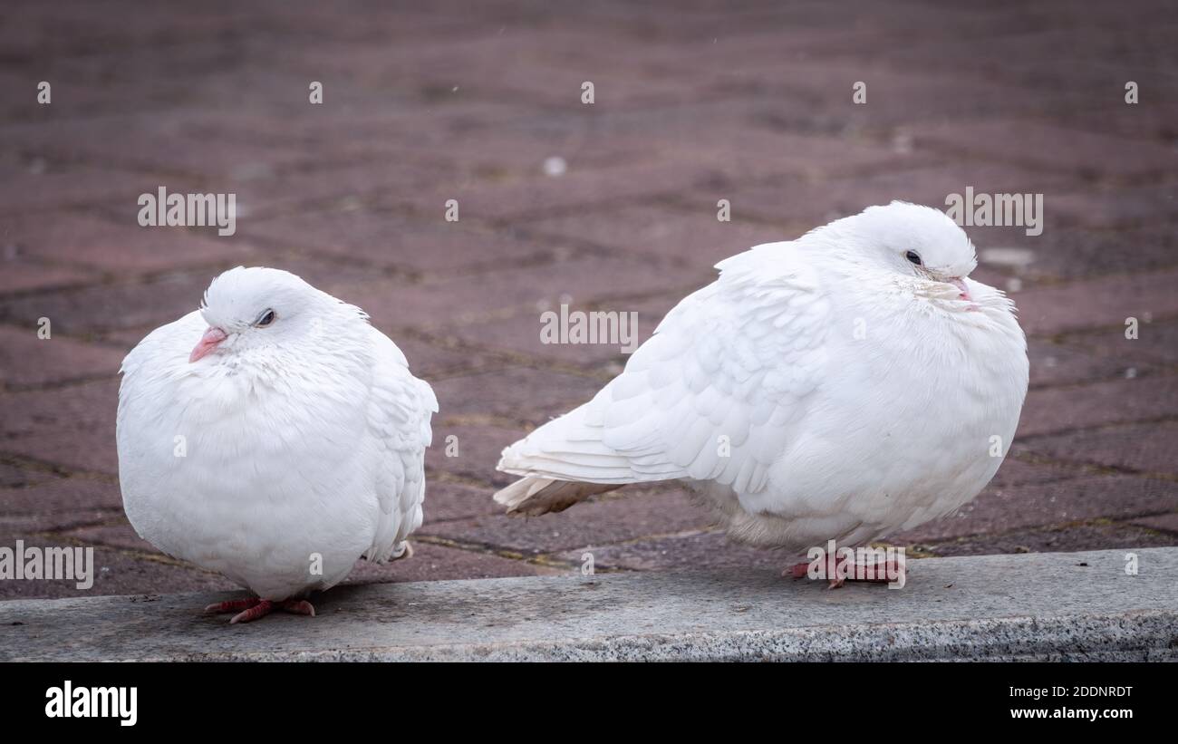 Two beautiful white pigeons on the ground. Two beautiful white doves ...