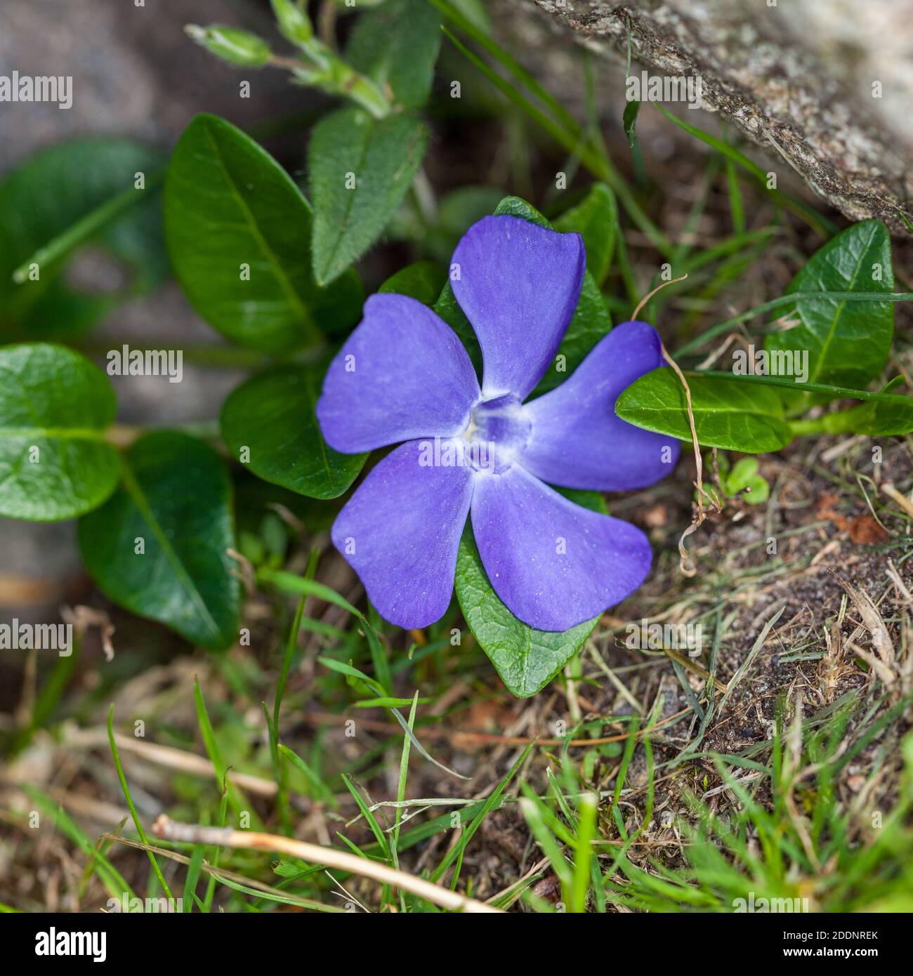 Small Periwinkle, Vintergröna (Vinca minor Stock Photo - Alamy