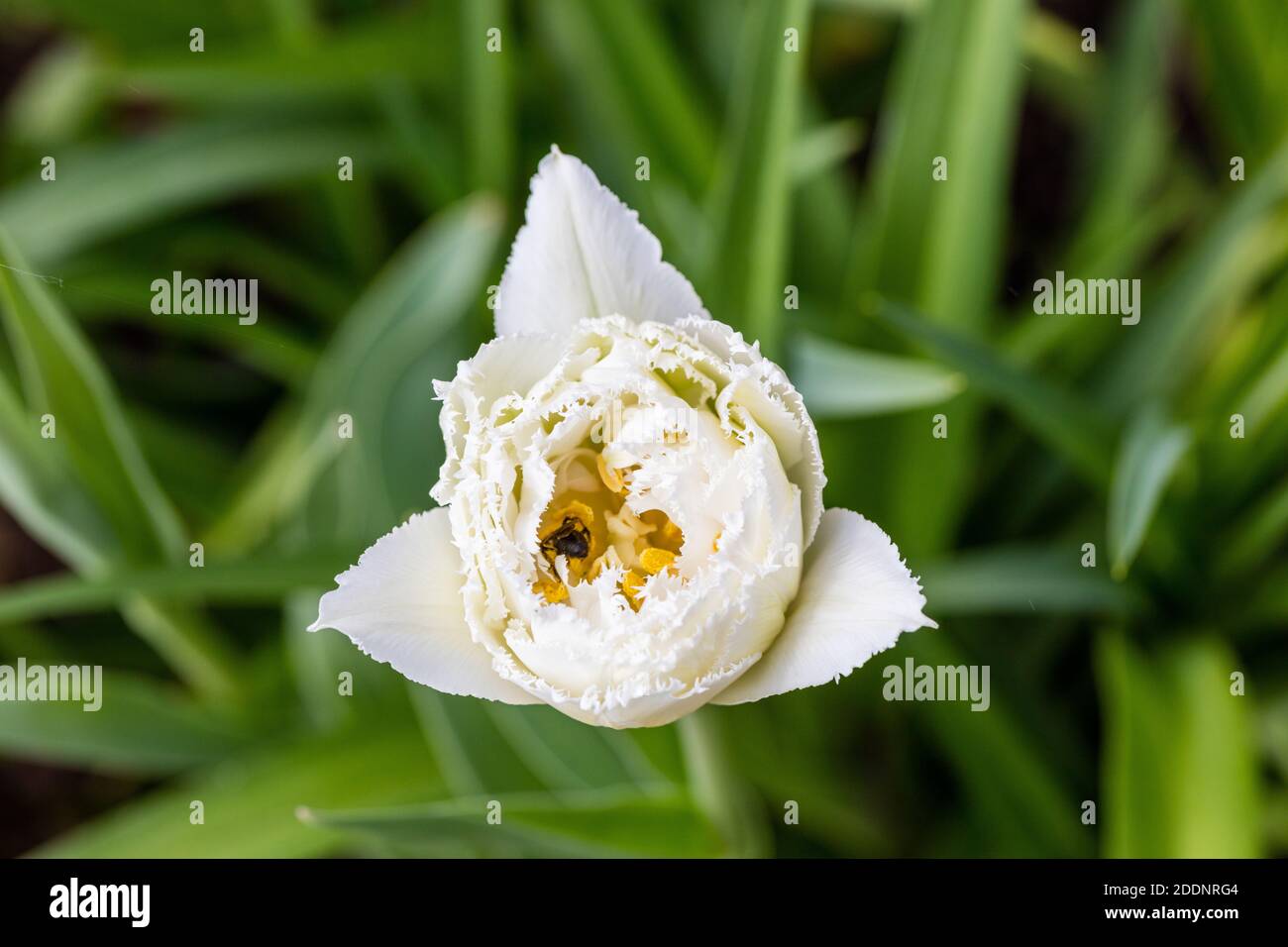 'Snow Crystal' Fringed Tulip, Franstulpan (Tulipa gesneriana Stock ...