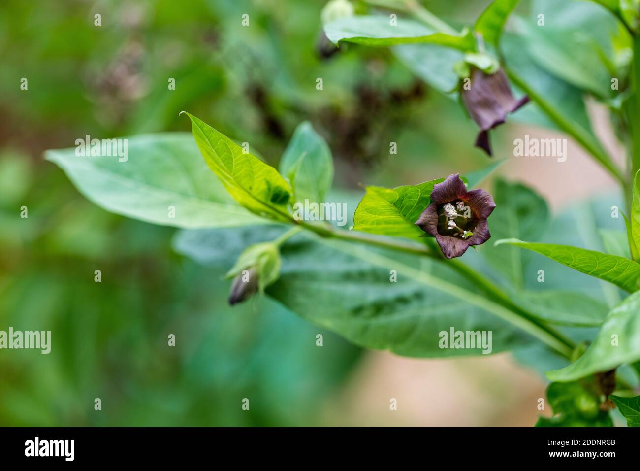 Nightshade family hi-res stock photography and images - Alamy
