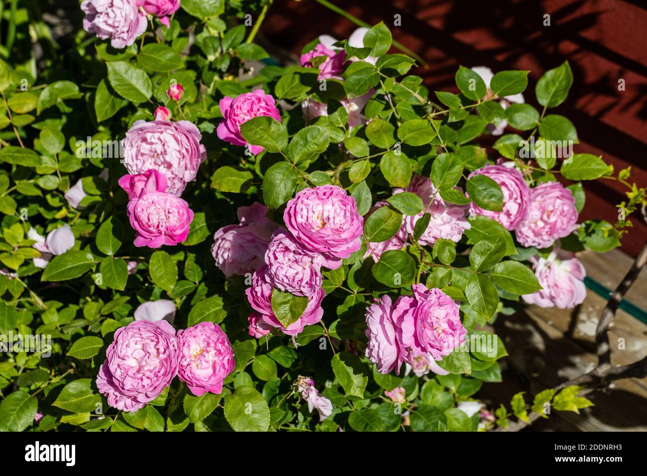 Ausmary rose hi-res stock photography and images - Alamy