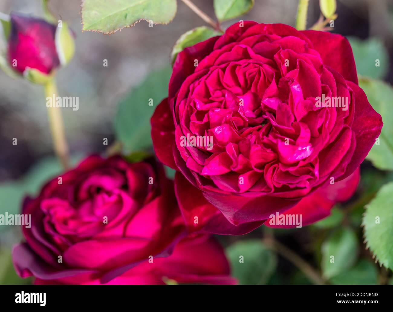 Munstead wood hi-res stock photography and images - Alamy