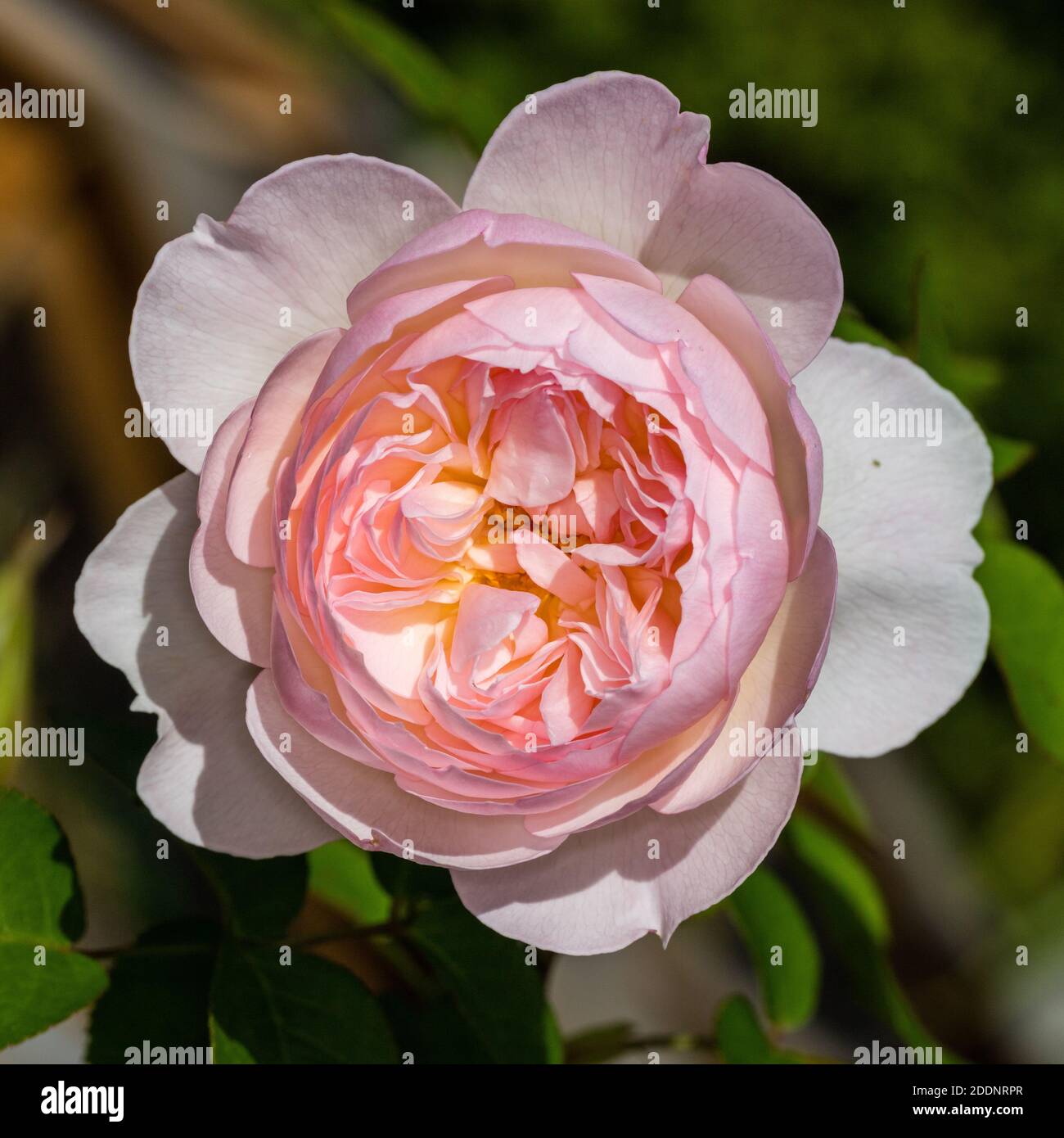 'Gentle Hermione, Ausrumba' English Rose, Engelsk ros (Rosa Stock Photo ...