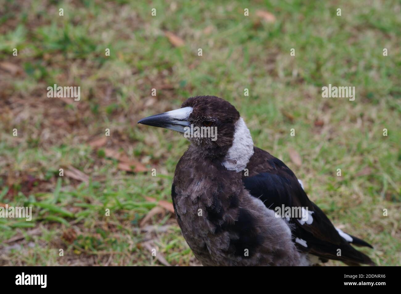 Juvenile Australian Magpie (Gymnorhina tibicen) at Lake Currimundi ...