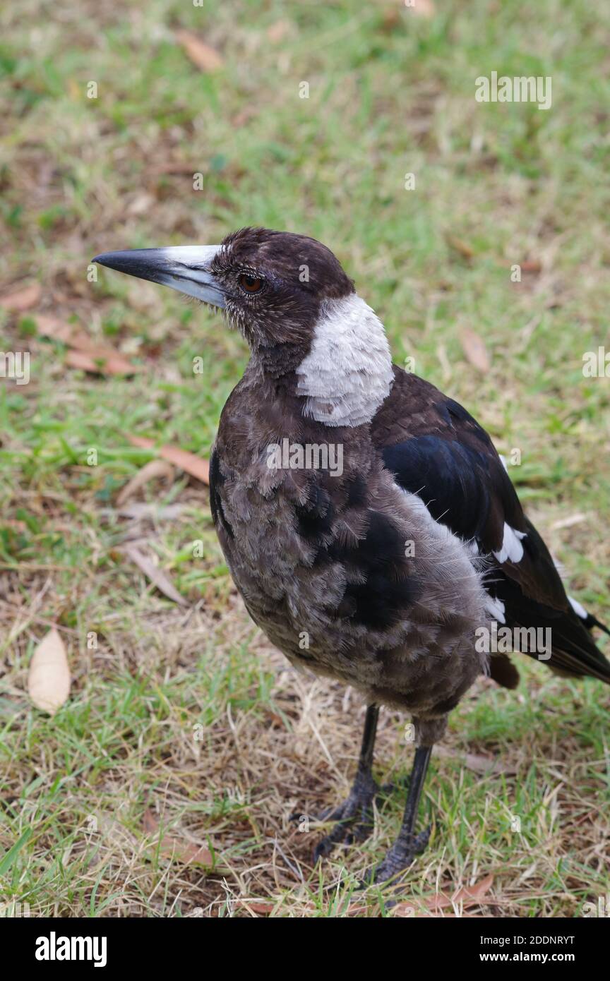Juvenile Australian Magpie (Gymnorhina tibicen) at Lake Currimundi ...