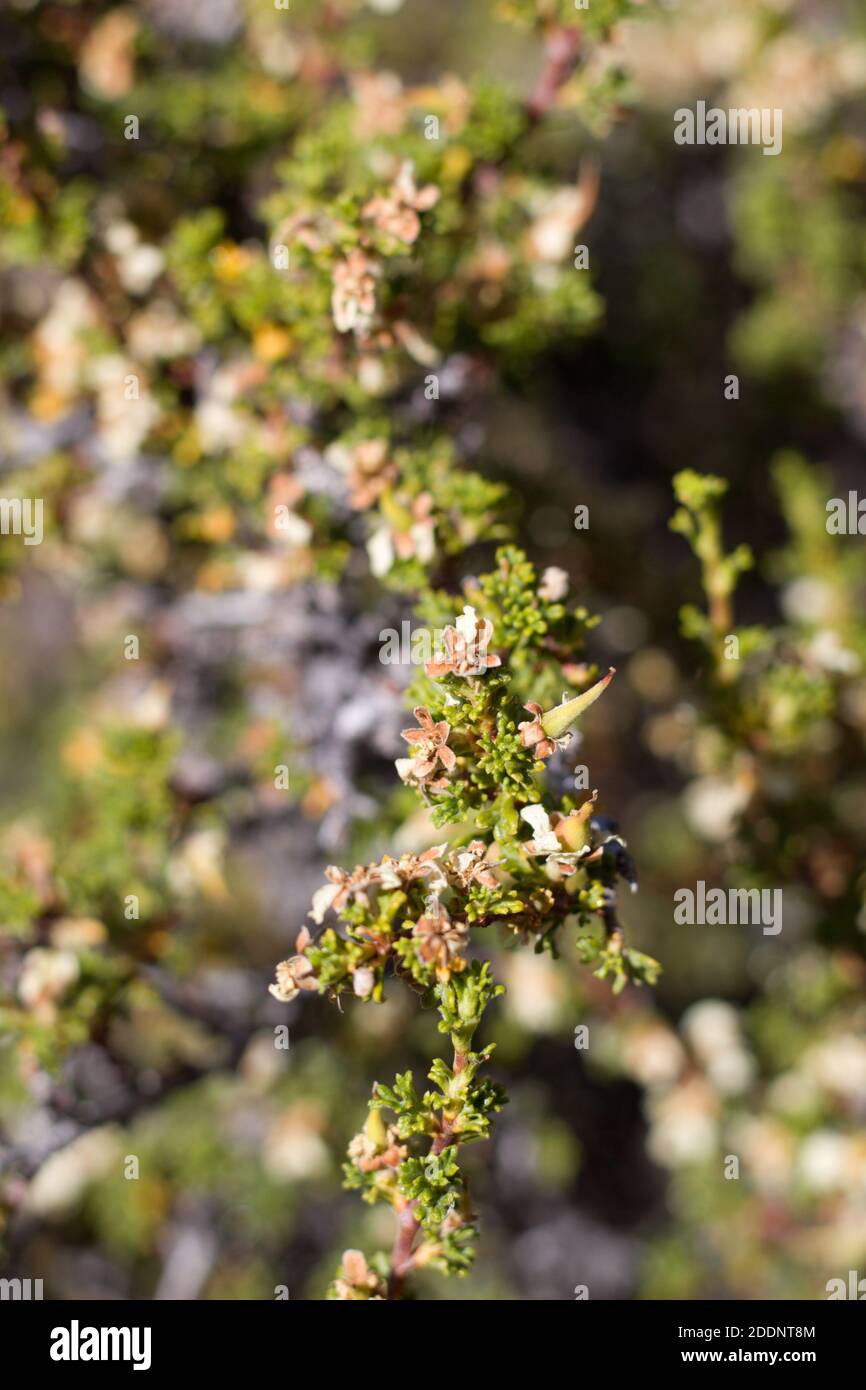 Bitterbrush hi-res stock photography and images - Alamy