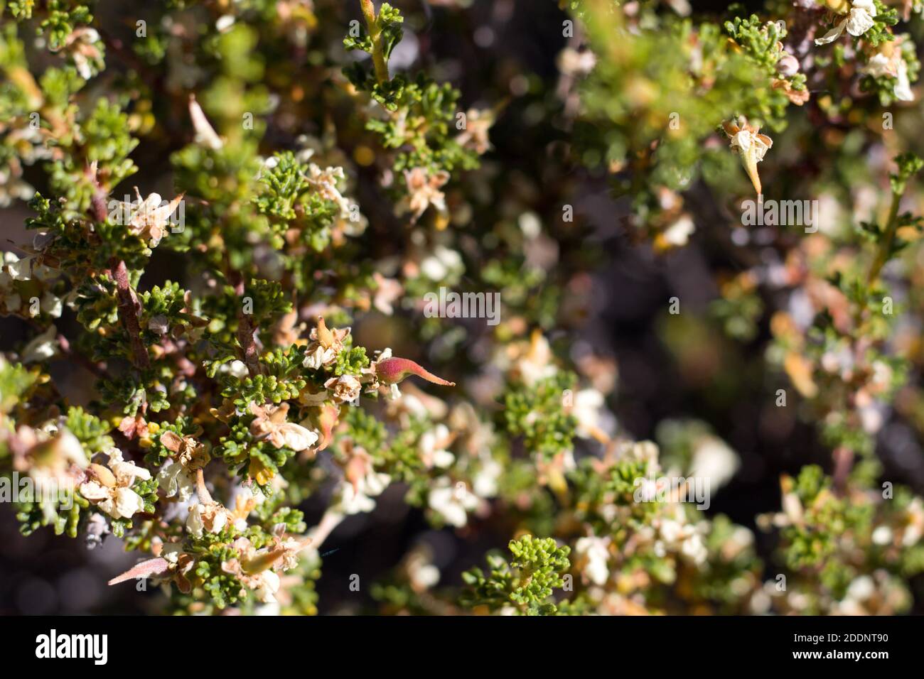 Bitterbrush hi-res stock photography and images - Alamy