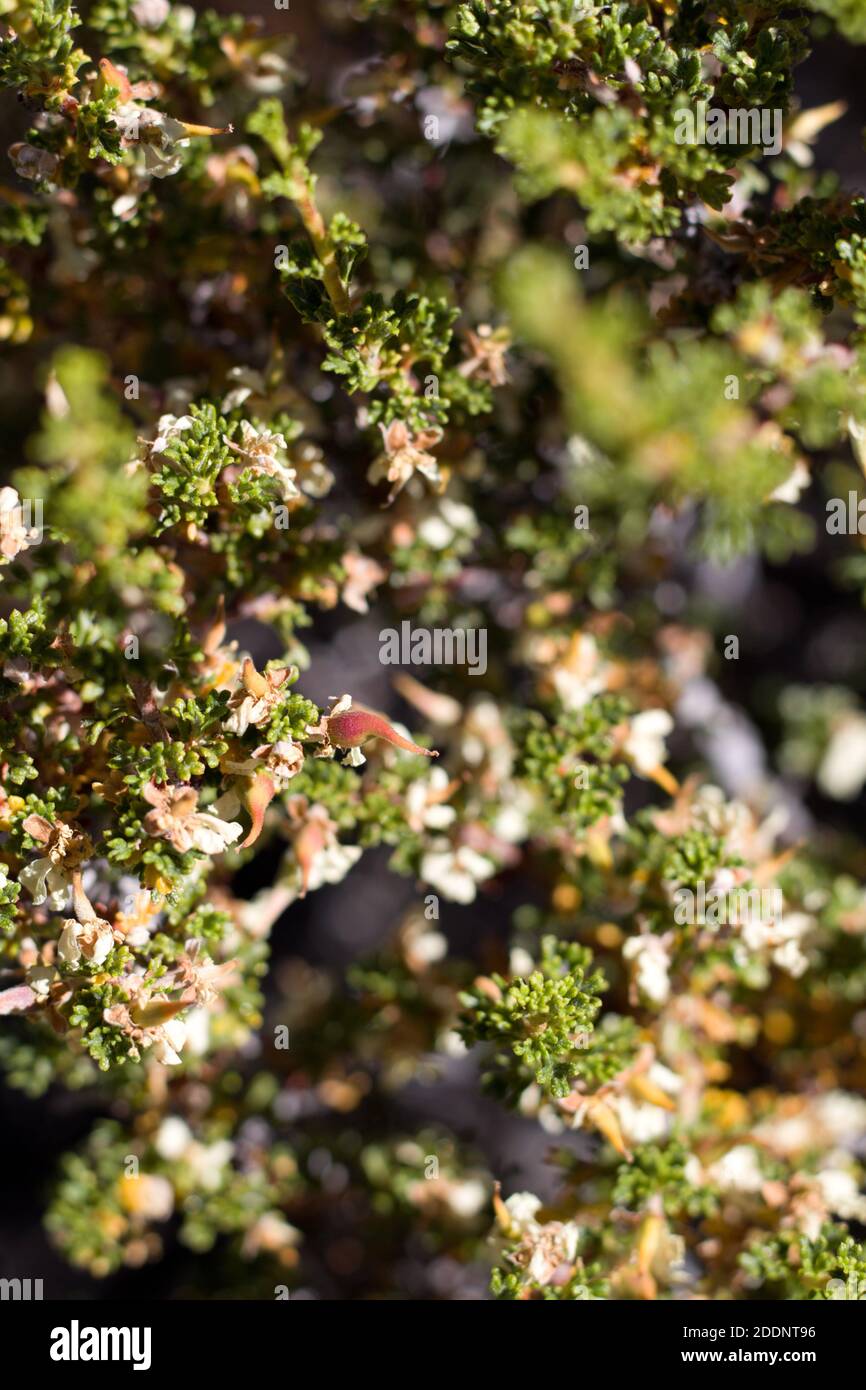 Bitterbrush hi-res stock photography and images - Alamy