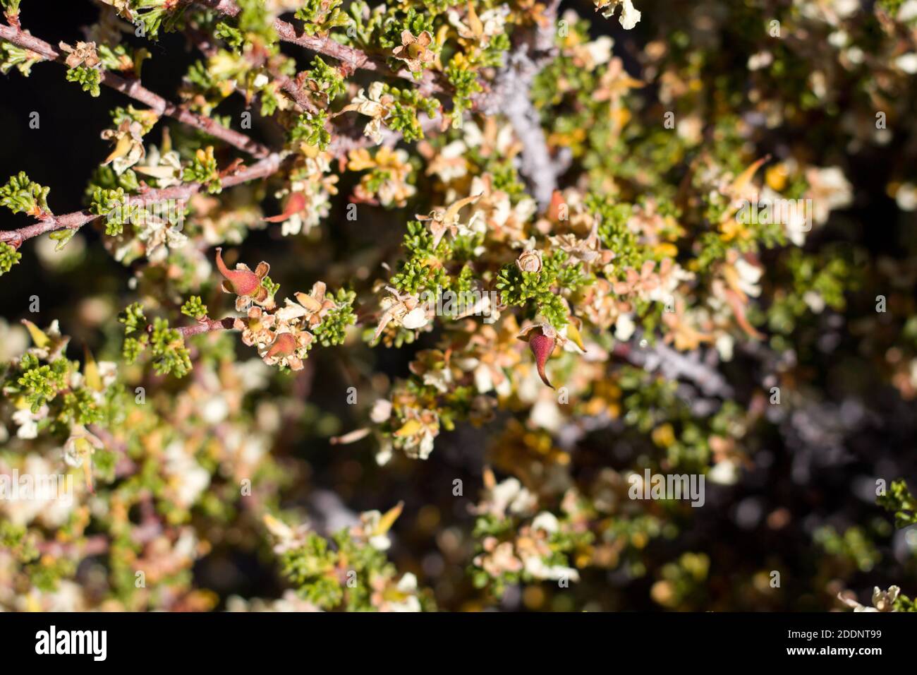 Bitterbrush hi-res stock photography and images - Alamy