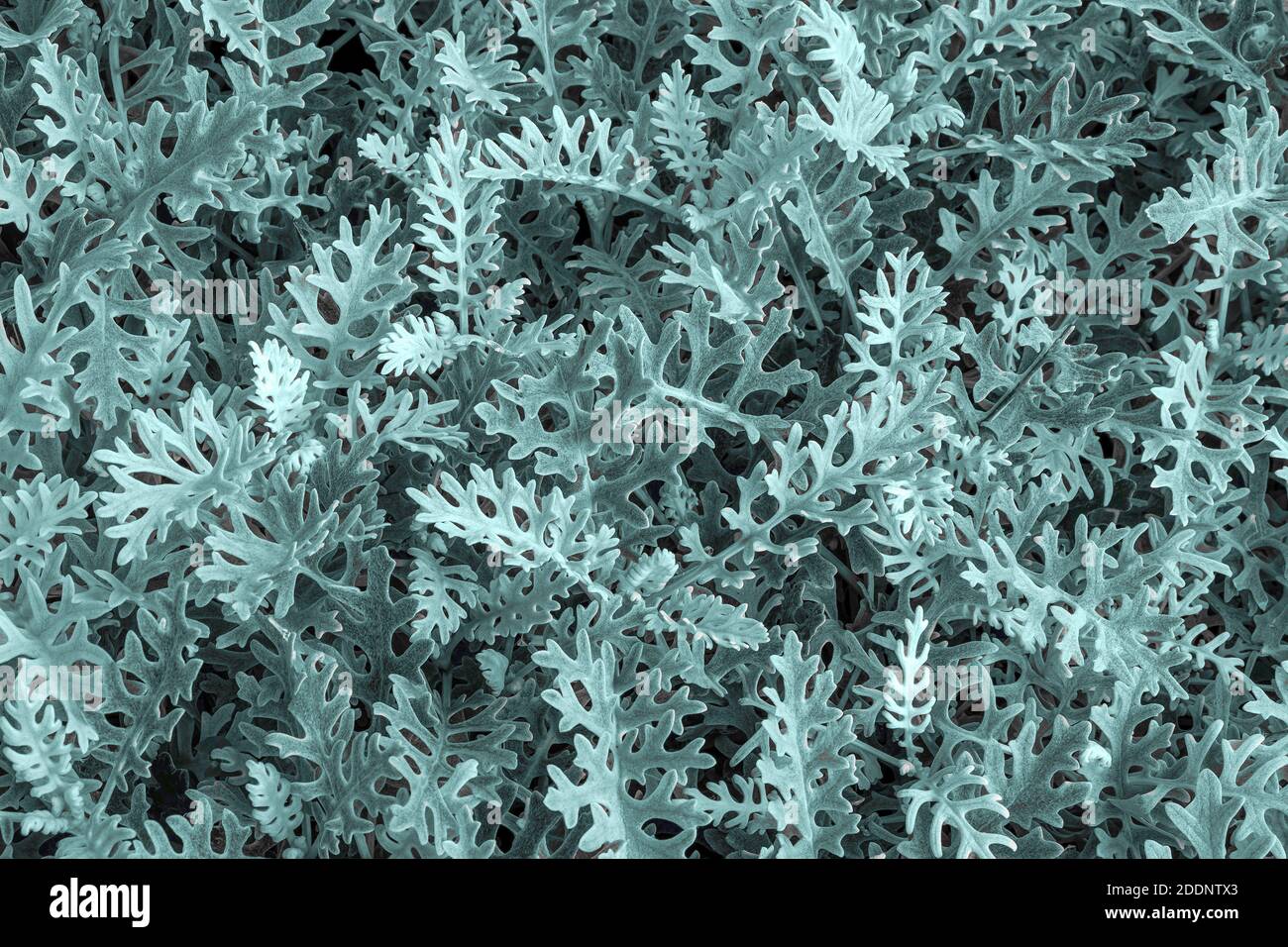 Dusty miller plant hi-res stock photography and images - Alamy
