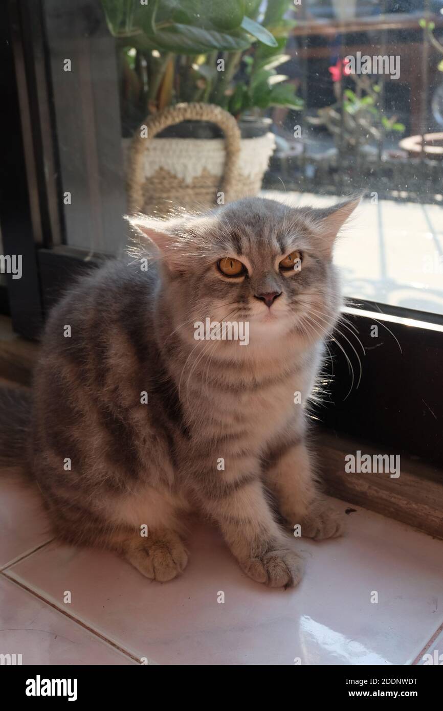full body of cat sitting on the floor Stock Photo - Alamy