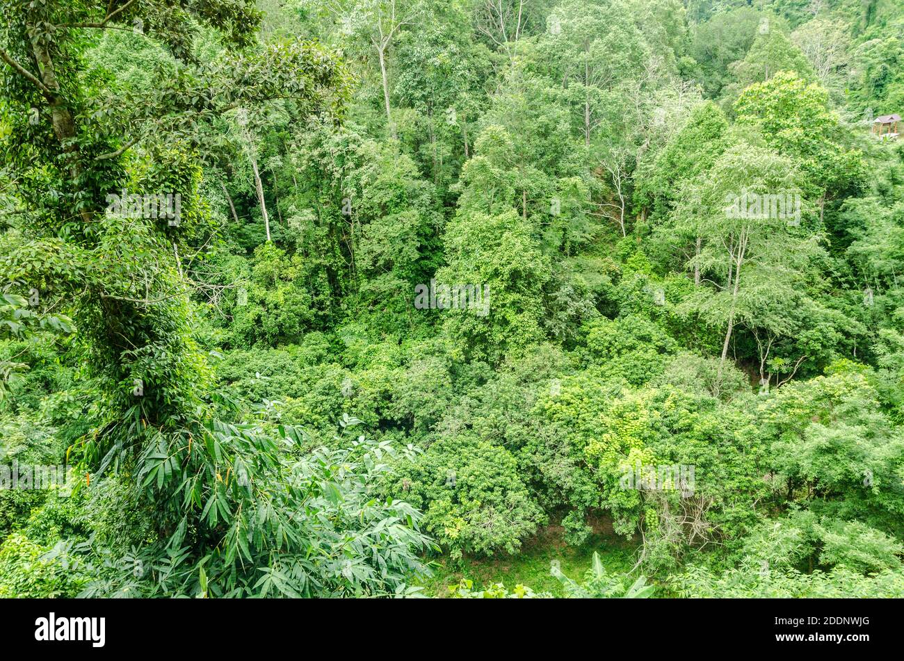 top view of tree in rainforest Stock Photo - Alamy