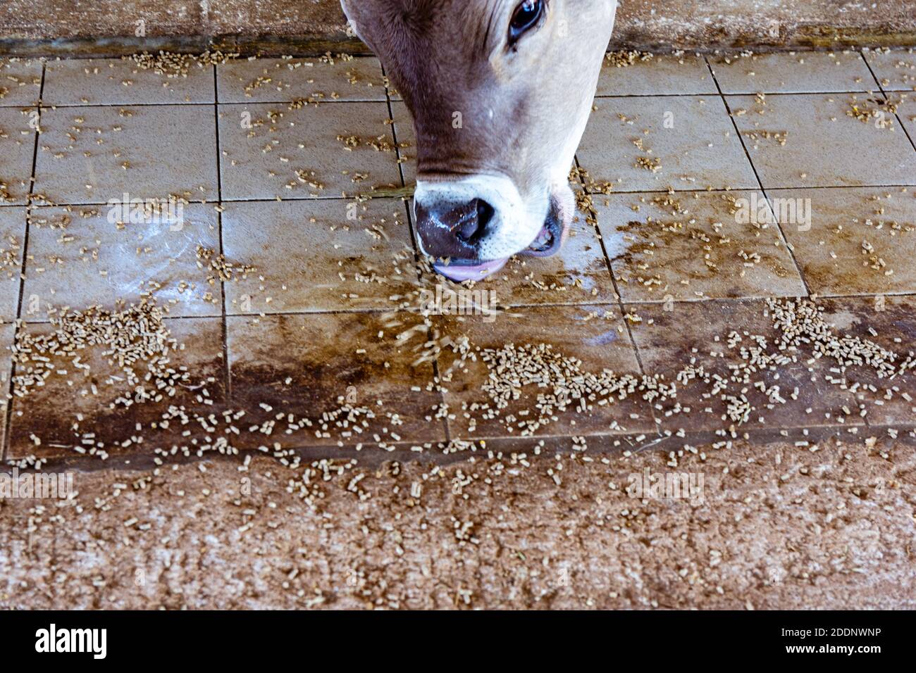 Calf eating grain hi-res stock photography and images - Alamy