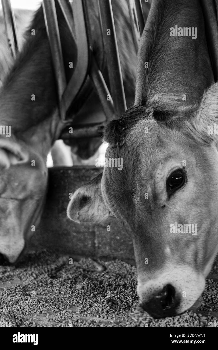 A vertical grayscale shot of cows in a barn Stock Photo - Alamy