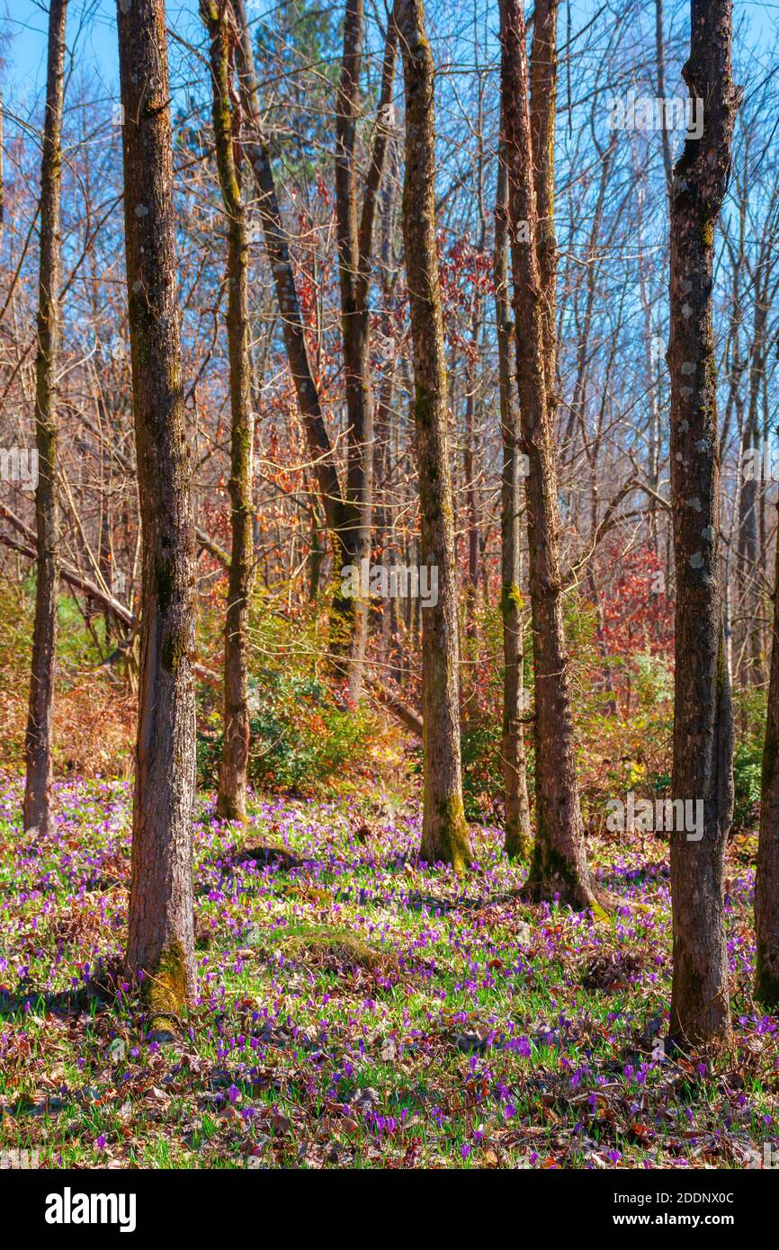 purple crocus bloom in the forest. beautiful nature scenery on a worm ...