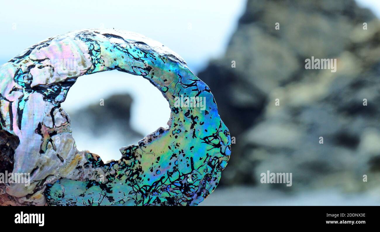 Paua shell hi-res stock photography and images - Alamy