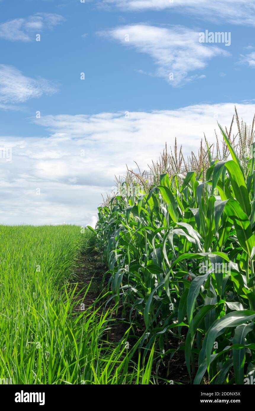 Cornfield landscape on mountain hi-res stock photography and images - Alamy