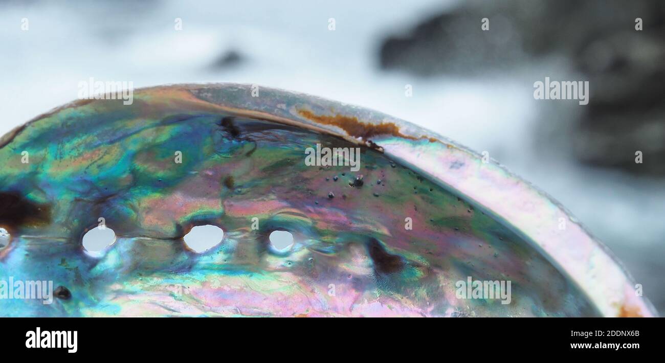 Curve of paua shell with holes hi-res stock photography and images - Alamy