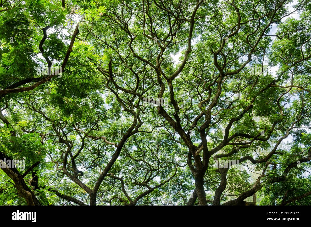 big tree and branches of tree over head Stock Photo - Alamy