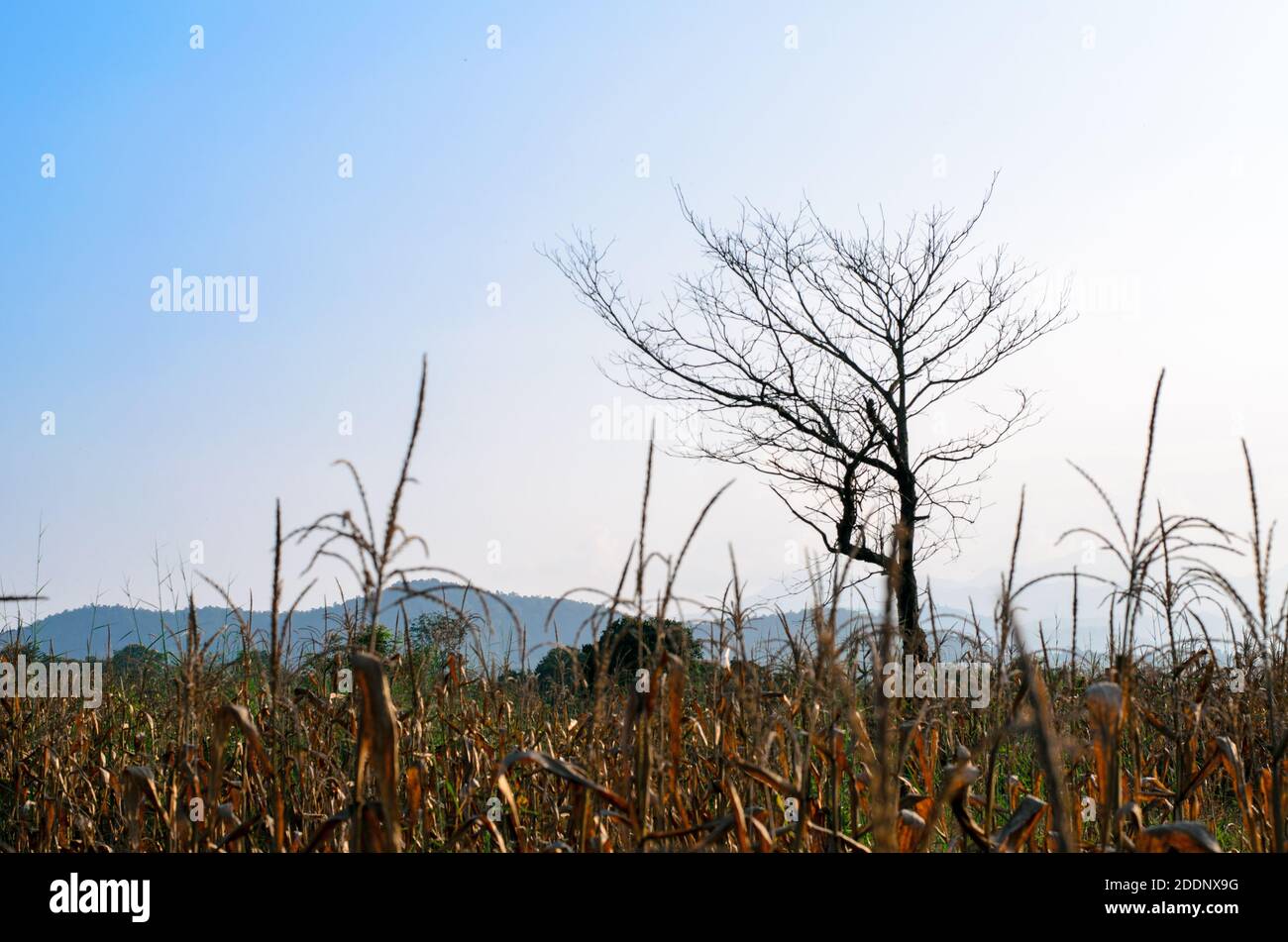 Corn harvest bali hi-res stock photography and images - Alamy