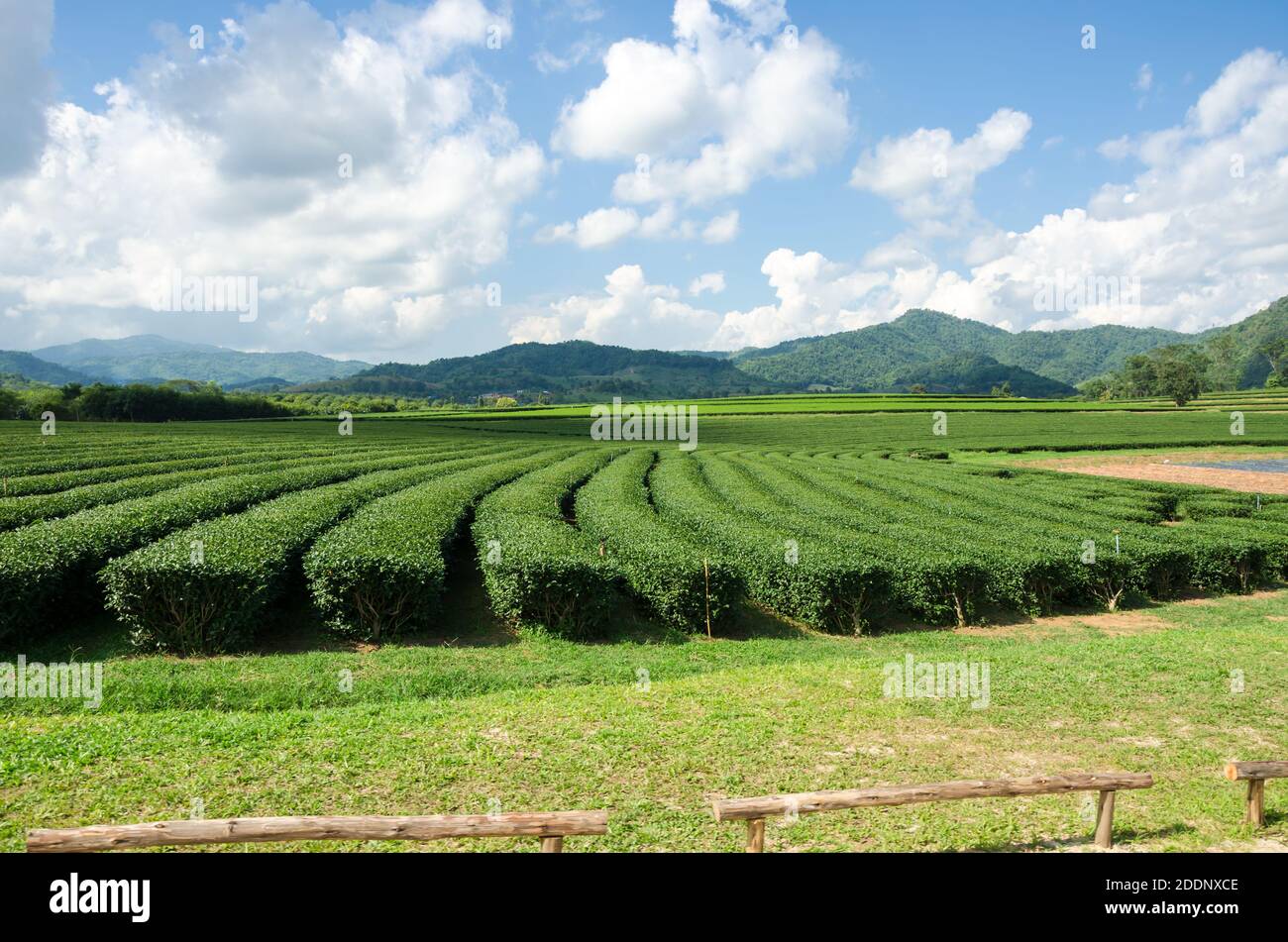 tea plantation at Singha Park,Chiang Rai Thailand Stock Photo - Alamy
