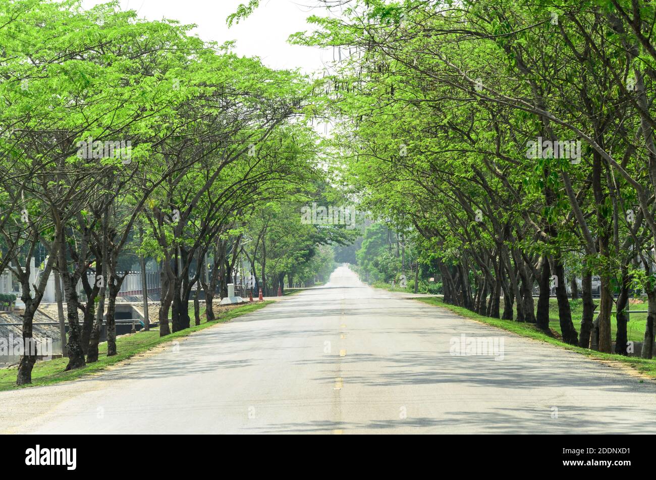 Tunnel green trees on either side of the road Stock Photo - Alamy
