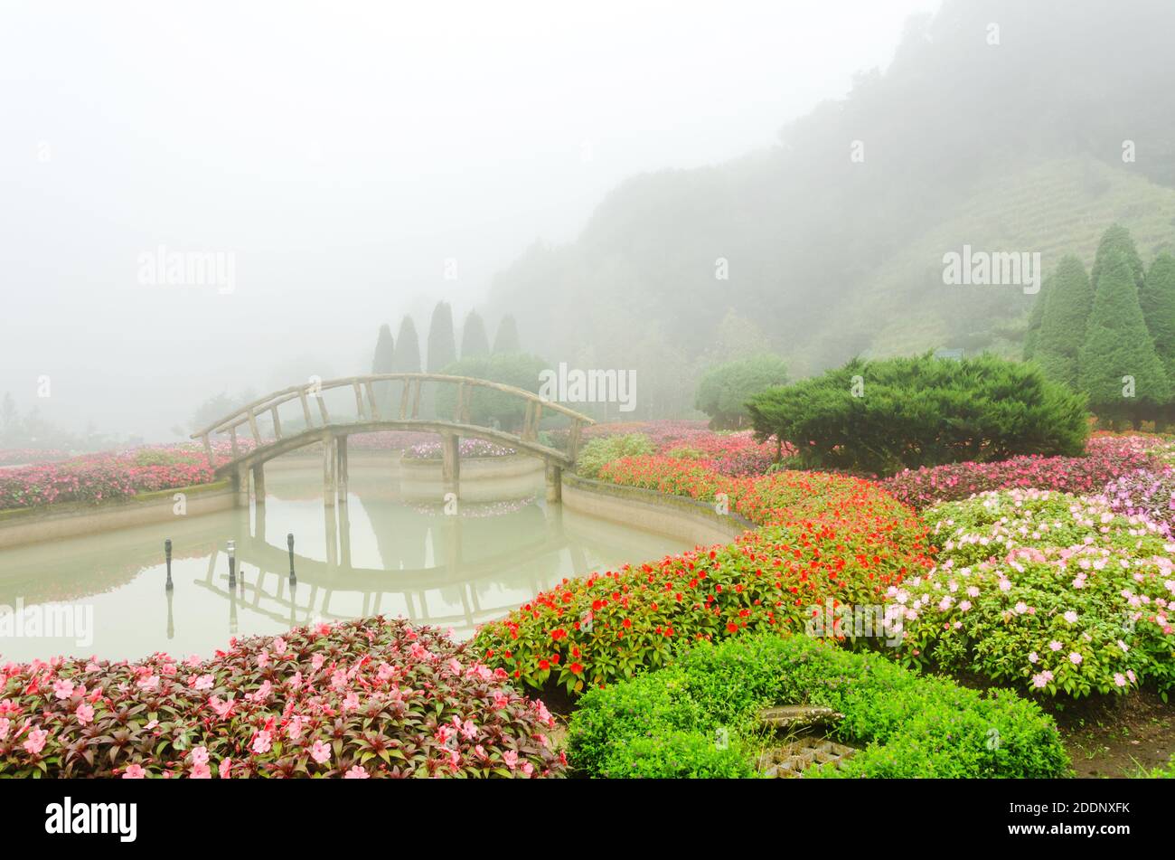 colorful flower in beautiful garden with rain fog Stock Photo - Alamy