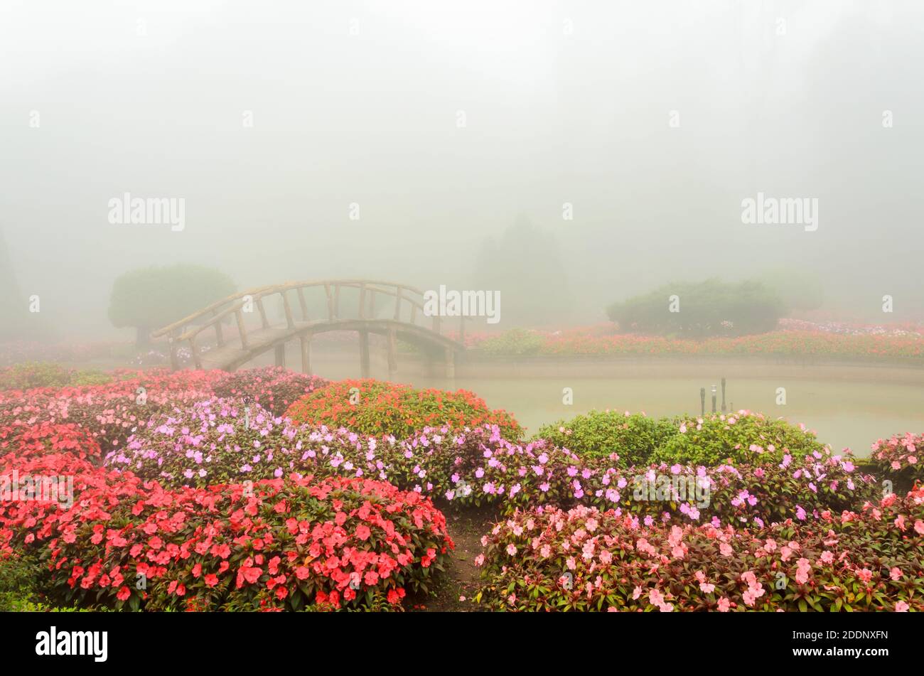 Mai flower rain hi-res stock photography and images - Alamy