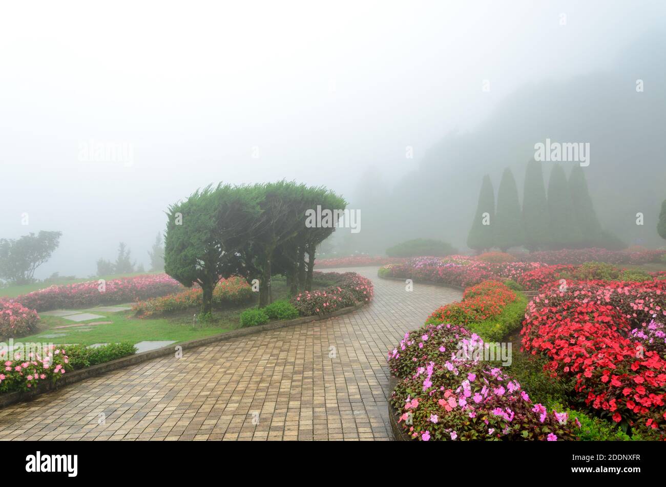colorful flower in beautiful garden with rain fog Stock Photo - Alamy