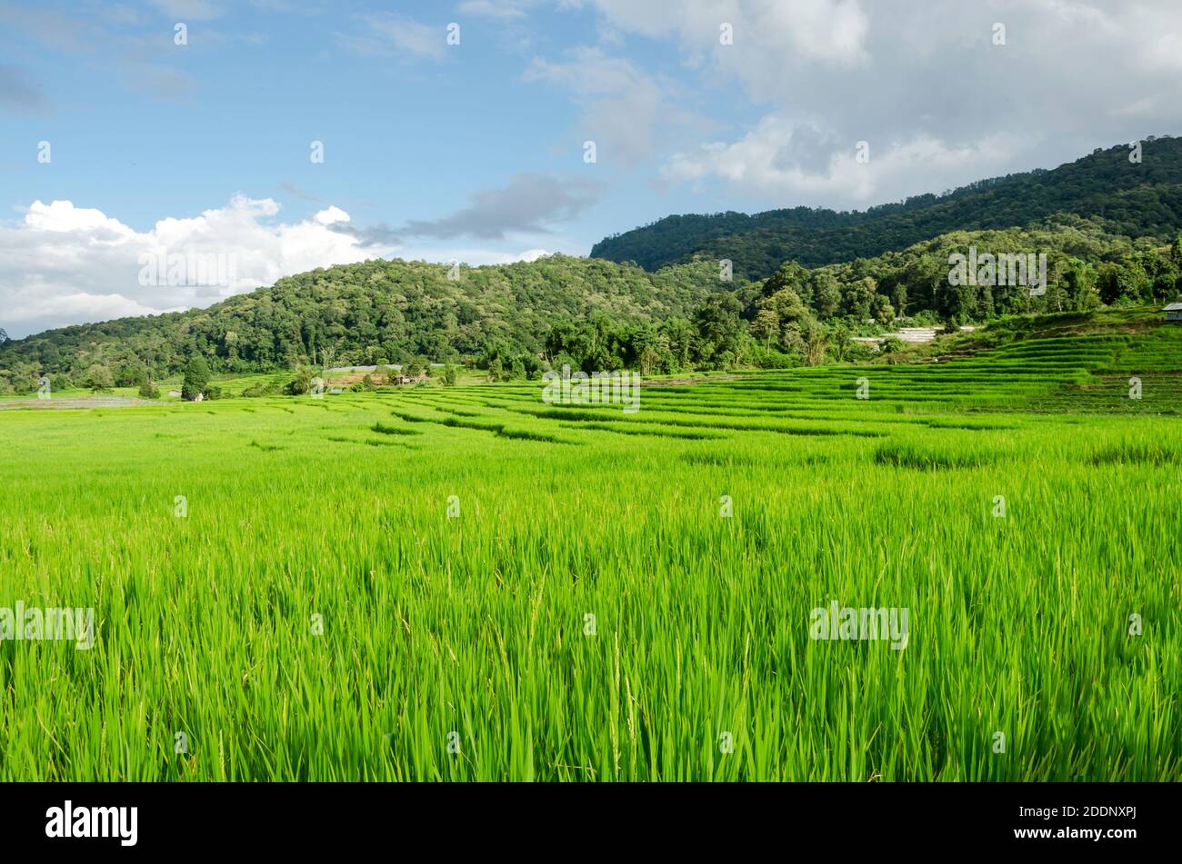 green rice terraces in Thailand Stock Photo - Alamy