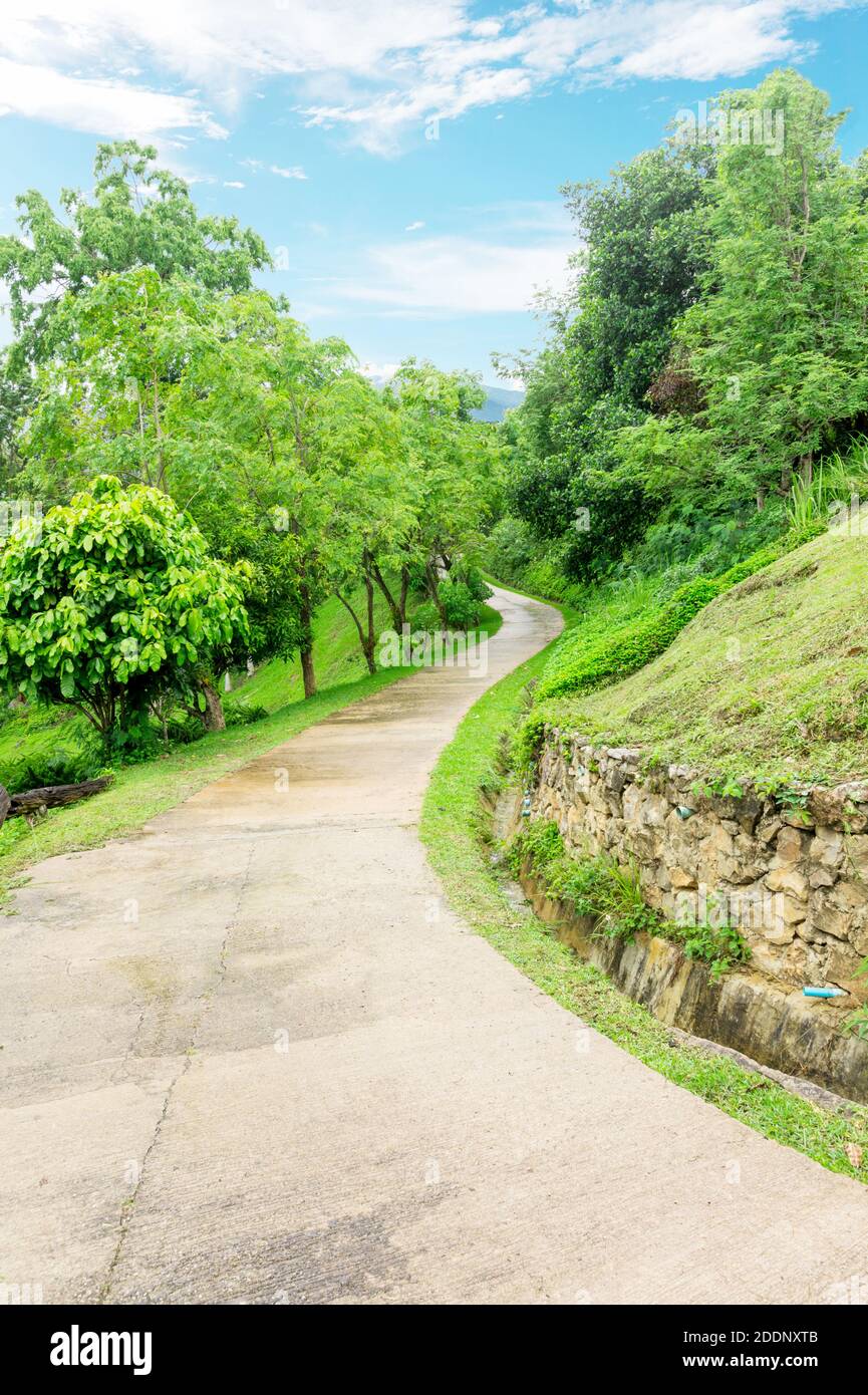 Pathway among greenery lawn with ornamental trees in outdoor garden ...