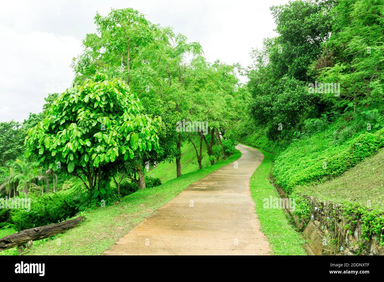 Pathway among greenery lawn with ornamental trees in outdoor garden ...
