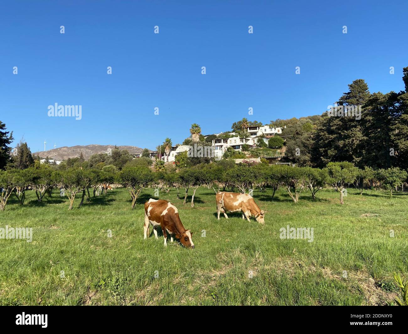 Cows in their natural habitat eating grass. Trees on the background ...