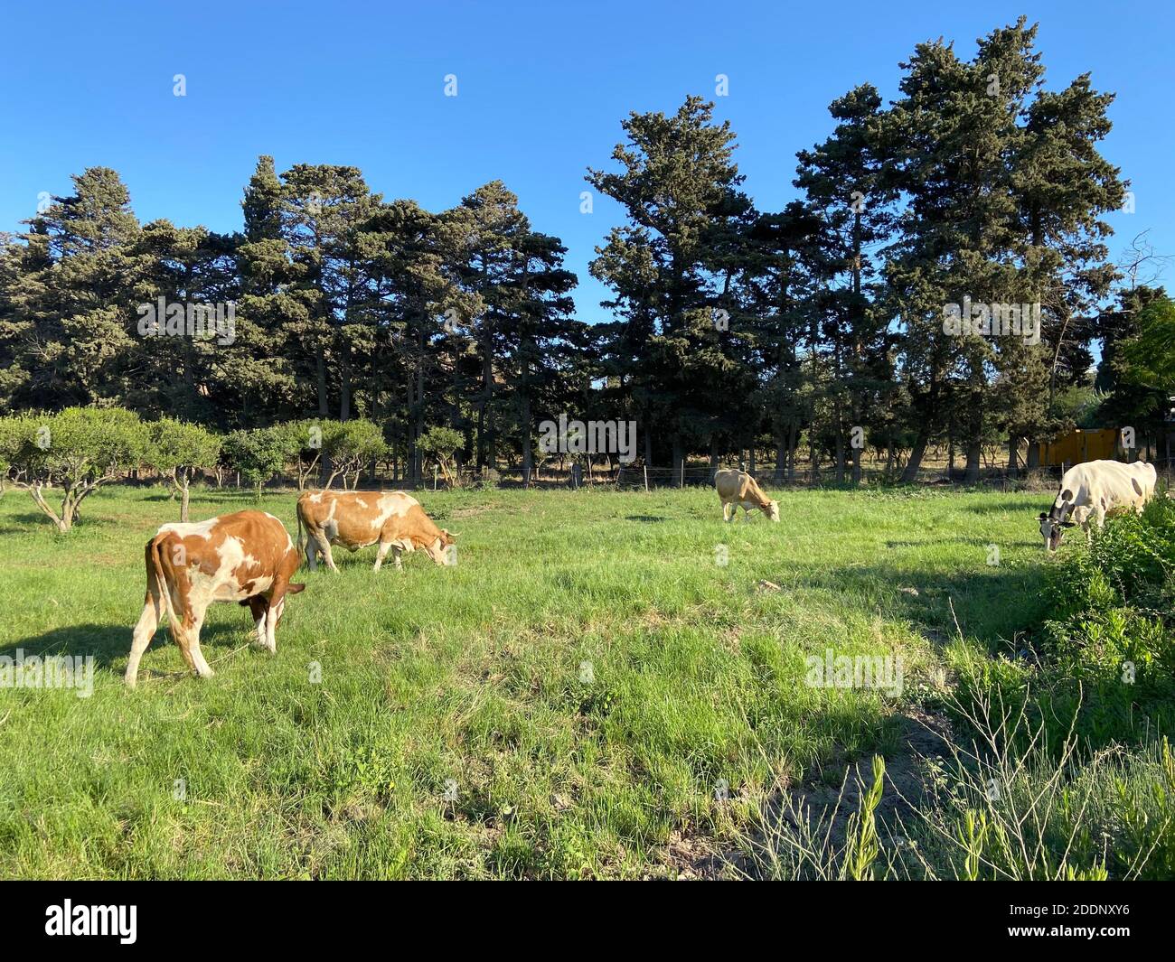 Cows in their natural habitat eating grass. Trees on the background ...