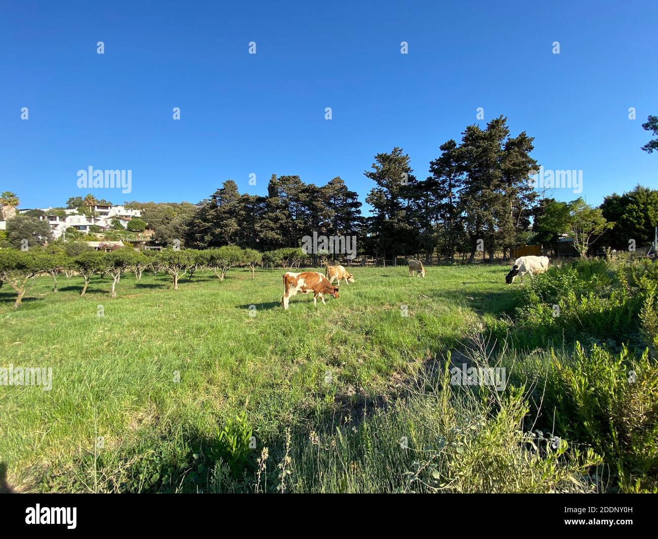 Cows in their natural habitat eating grass. Trees on the background ...
