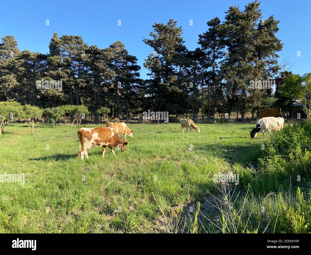 Cows in their natural habitat eating grass. Trees on the background ...