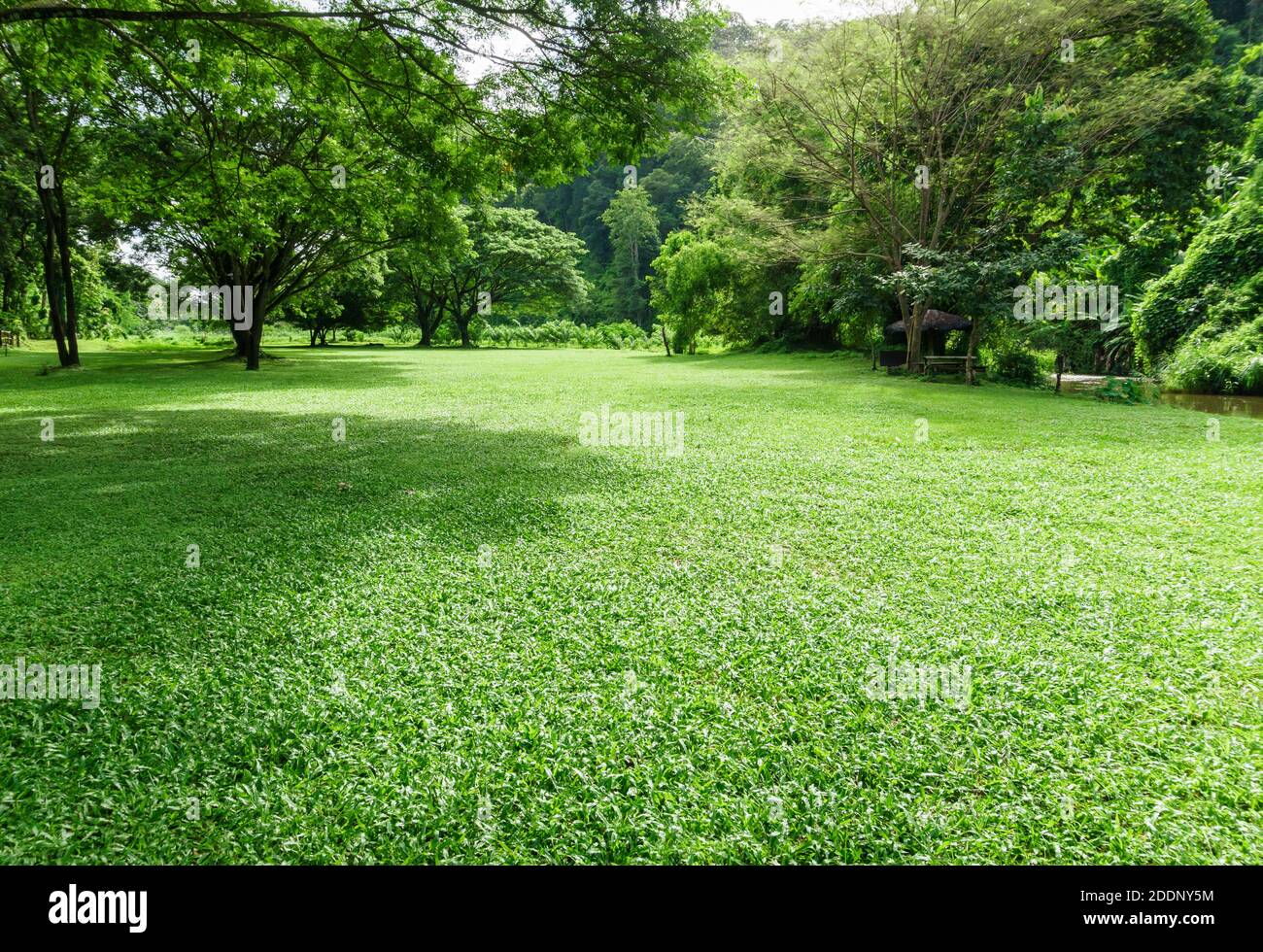 green lawn landscape with tree shadow in park Stock Photo - Alamy