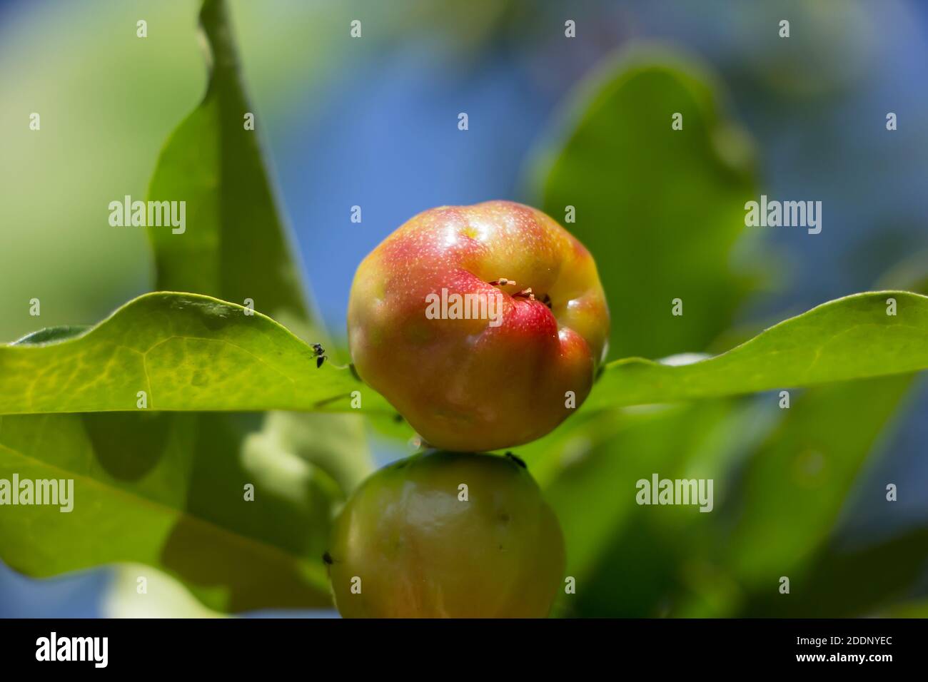 Barbados food forest hi-res stock photography and images - Alamy